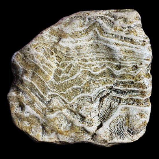 Fossil Friday – MDEQ