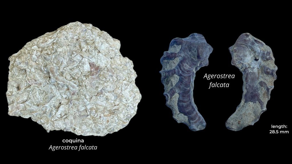 Fossil Friday – MDEQ