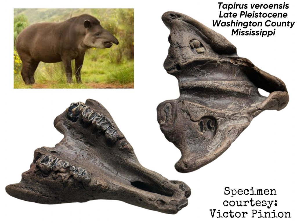 Fossil Friday – MDEQ