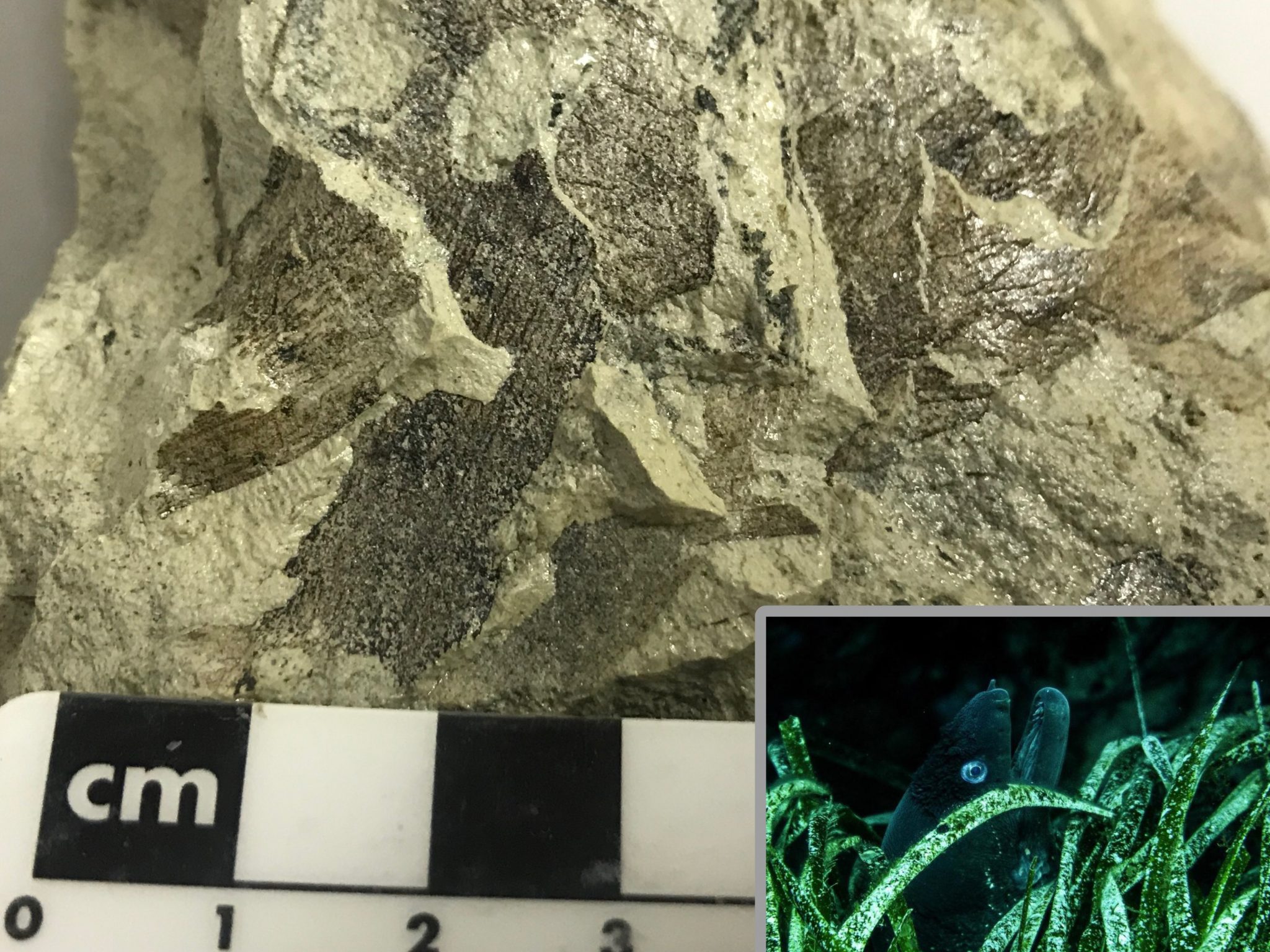 Fossil Friday – MDEQ
