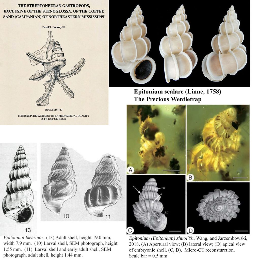 Fossil Friday – MDEQ