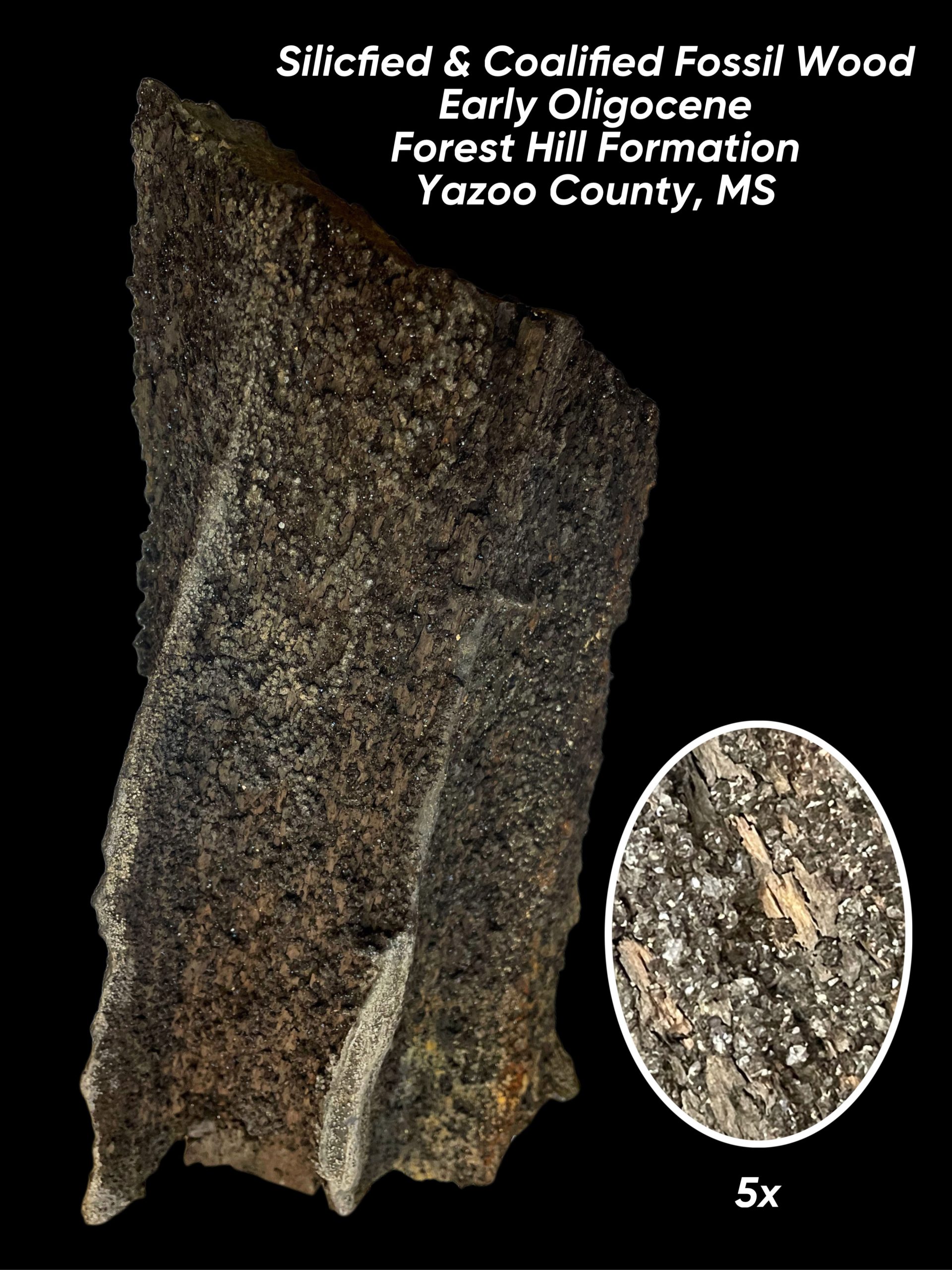 Fossil Friday – MDEQ